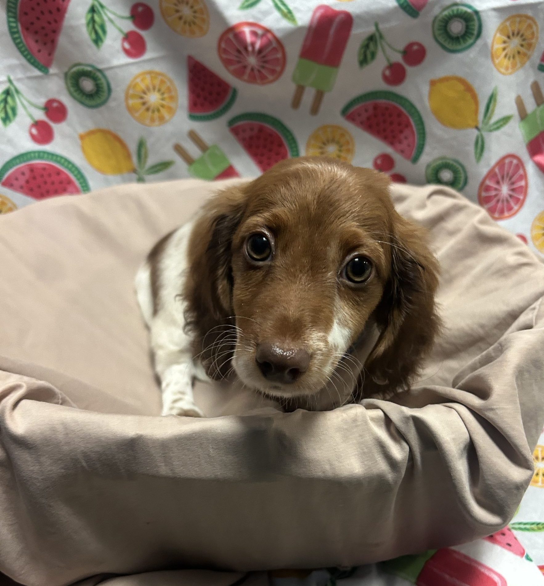 Dachshund - Male - 3780 - Chestnut - The Pet Shop