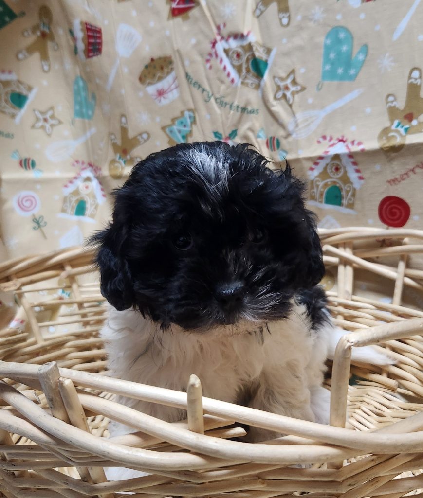 Shih Poo - Female - 3990 - Holly - The Pet Shop