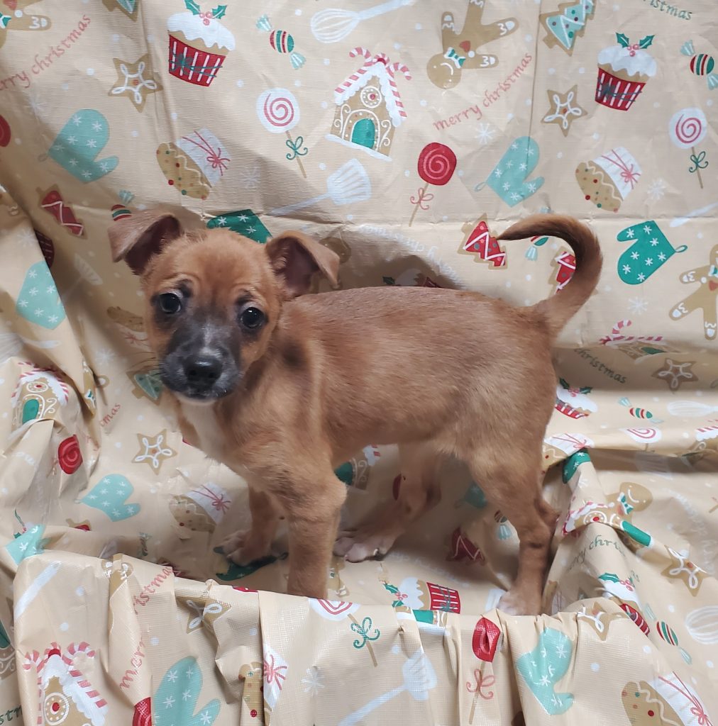 Chiweenie - Female - 4002 - Peppermint - The Pet Shop