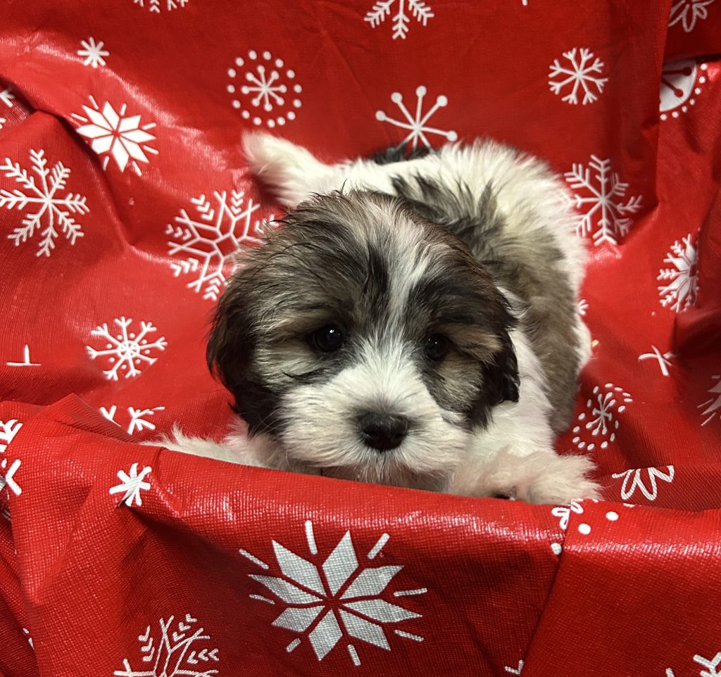 Marshmellow- Male - 3978 - Augustus May - The Pet Shop