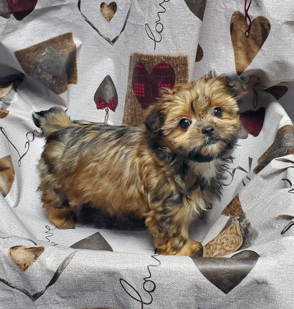 Shorkie - Female - 4052 - Aurora - The Pet Shop